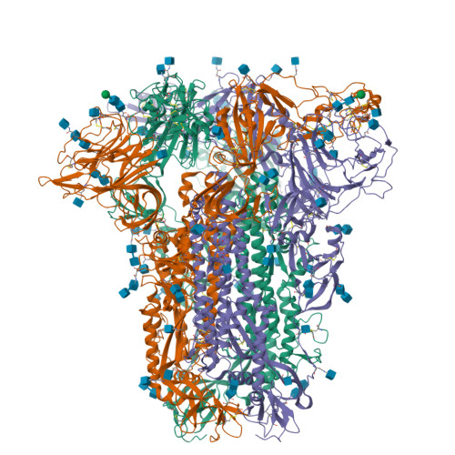 RCSB PDB - 8OHN: Human Coronavirus HKU1 spike glycoprotein