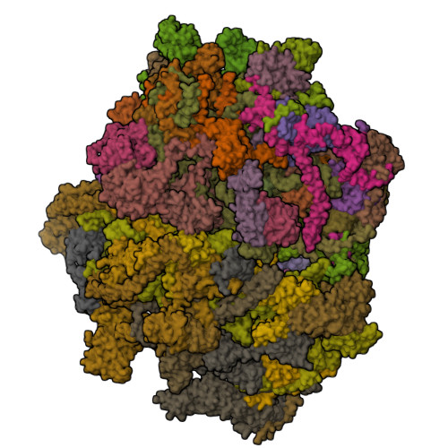 RCSB PDB - 8OIN: 55S mammalian mitochondrial ribosome with mtRF1 and P ...