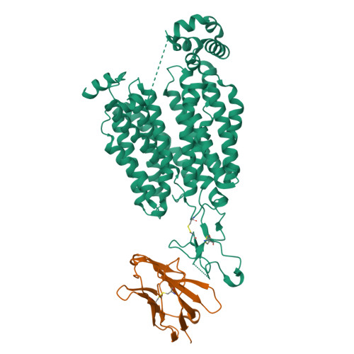 RCSB PDB - 8OMU: Cryo-EM structure of rat SLC22A6 bound to alpha ...