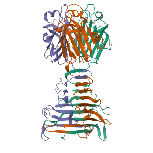 RCSB PDB - 8ONF: Crystal structure of Bdellovibrio bacteriovorus Bd2439 ...