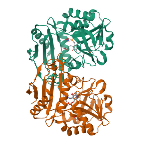 RCSB PDB - 8ONM: Crystal structure of D-amino acid aminotransferase ...