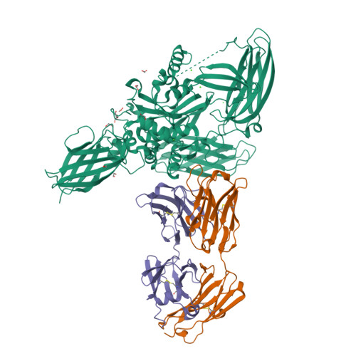 RCSB PDB - 8OXW: Transglutaminase 3 in complex with DH patient-derived ...
