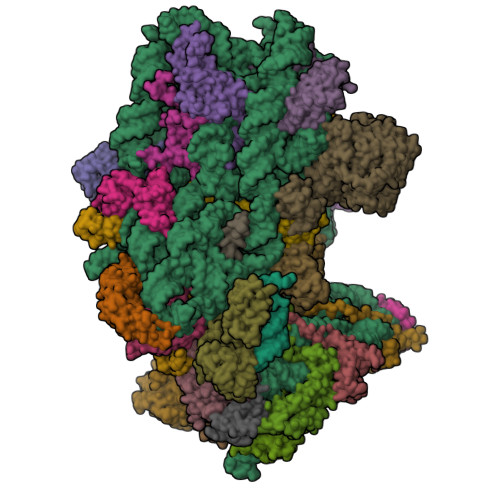 RCSB PDB - 8P09: 48S late-stage initiation complex with non methylated mRNA