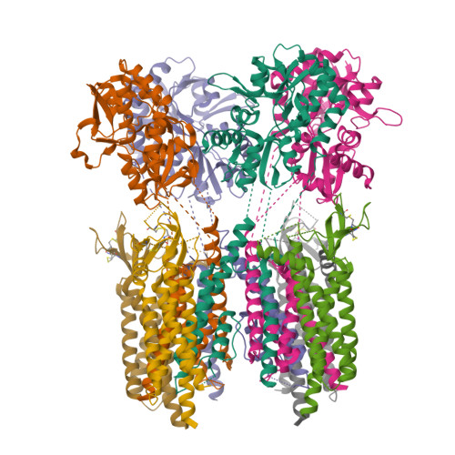 RCSB PDB - 8P3T: Homomeric GluA1 in tandem with TARP gamma-3 ...