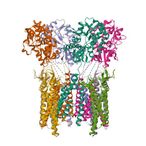RCSB PDB - 8P3V: Homomeric GluA1 in tandem with TARP gamma-3 ...