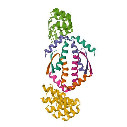 RCSB PDB - 8P9D: Crystal structure of p63-p73 heterotetramer ...