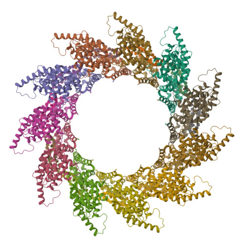 RCSB PDB - 8PDM: 11-mer ring of human metapneumovirus (HMPV) N-RNA