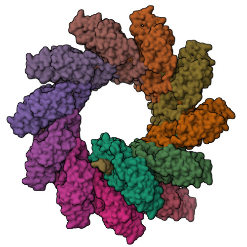 RCSB PDB - 8PDN: Spiral of assembled human metapneumovirus (HMPV) N-RNA