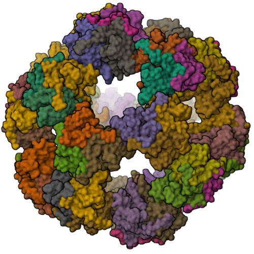 RCSB PDB - 8PIU: 60-meric complex of dihydrolipoamide acetyltransferase ...