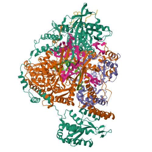 RCSB PDB - 8PNQ: Influenza A/H7N9 polymerase in elongation state with ...