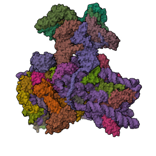 Rcsb Pdb 8ppl Mers Cov Nsp1 Bound To The Human 43s Pre Initiation