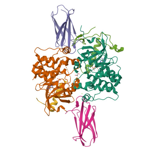RCSB PDB - 8PR7: Aurora-A in complex with CEP192 and an inhibitory monobody