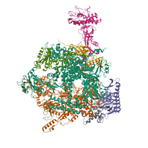 RCSB PDB - 8Q3K: The open state of the ASFV apo-RNA polymerase