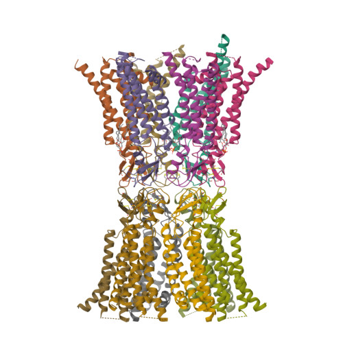 RCSB PDB - 8QA3: Cryo-EM structure of Cx26 solubilised in LMNG ...