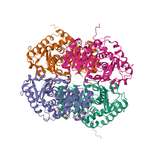 RCSB PDB - 8QDE: Crystal structure of a truncated human L-Lactate ...