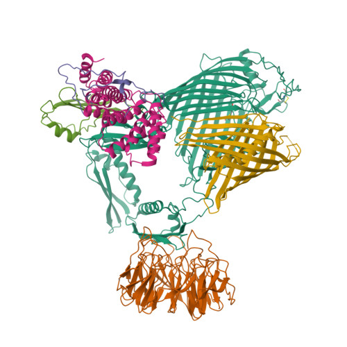 RCSB PDB - 8QN4: Structure of the BAM-EspP complex in an open EspP ...
