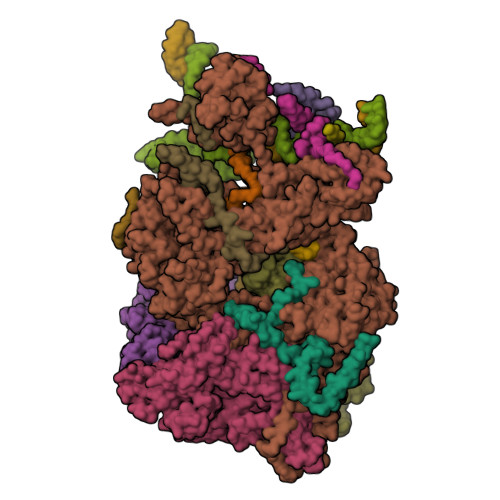 Rcsb Pdb 8qpk Cryo Em Structure Of Pre B 5ss Complex Core Part