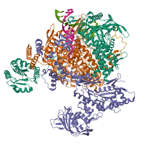 RCSB PDB - 8R3L: Influenza A/H7N9 polymerase in pre-initiation state ...