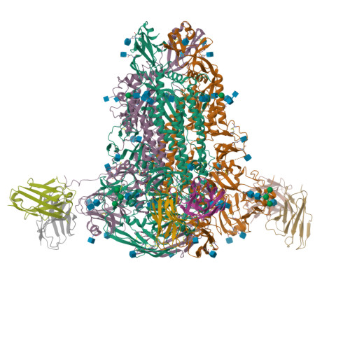 RCSB PDB - 8R9W: PDCoV spike glycoprotein ectodomain in complex with ...