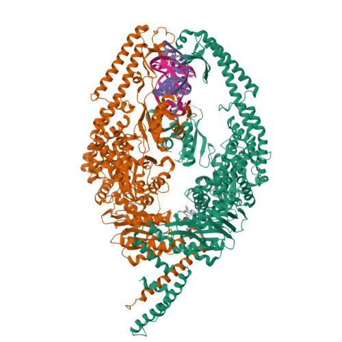 RCSB PDB - 8RAW: The crystal structure of DNA-bound human MutSbeta ...