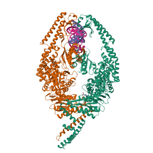 RCSB PDB - 8RB0: The crystal structure of DNA-bound human MutSbeta ...