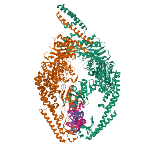 RCSB PDB - 8RB2: The crystal structure of DNA-bound human MutSbeta ...