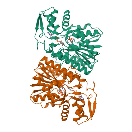 RCSB PDB - 8RDI: Crystal structure of UDP-galactose 4-epimerase from ...