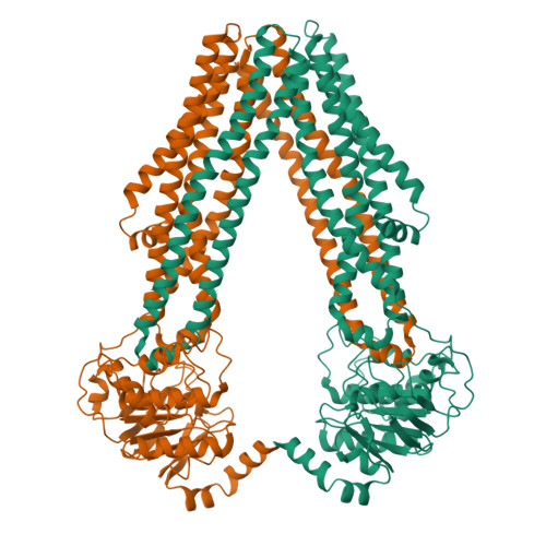 RCSB PDB - 8RGA: BmrA E504-25uMATPMg