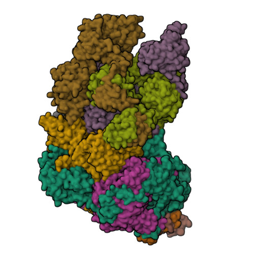 RCSB PDB - 8RNC: Influenza B polymerase, replication complex, an ...