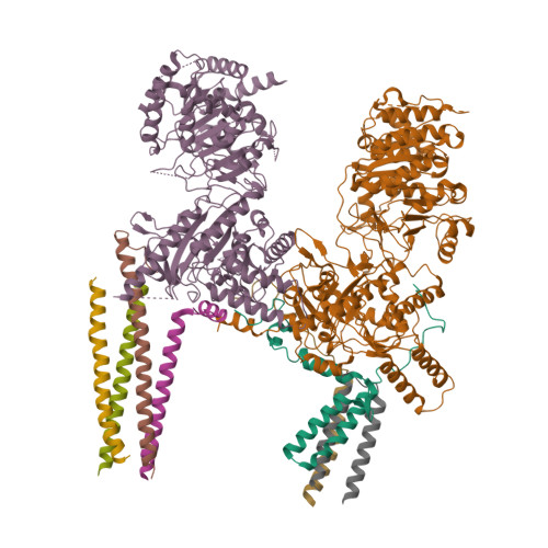 RCSB PDB - 8RTB: Extended inner membrane complex (IMC) protomer ...