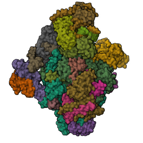 RCSB PDB - 8S5N: RNA polymerase II core initially transcribing complex ...
