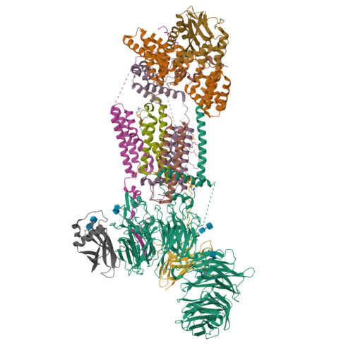 RCSB PDB - 8S9S: Structure of the human ER membrane protein complex ...