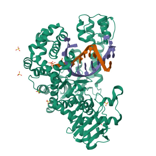 RCSB PDB - 8SCU: Bst DNA polymerase I Large Fragment wildtype D598A with 3'-amino primer, dGTP ...