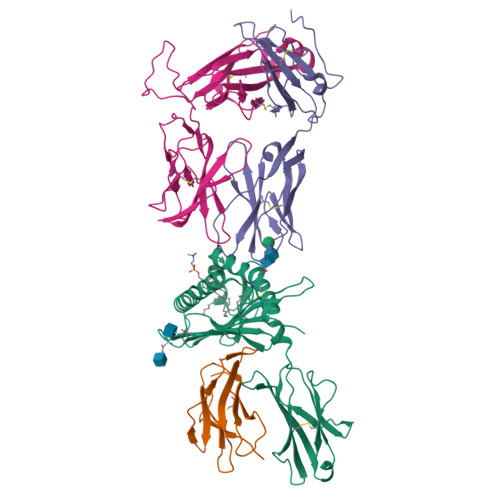 RCSB PDB - 8SGB: Crystal Structure of CD1d-lipid complexed with Beta-2 ...