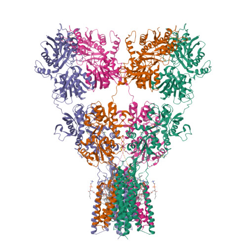 RCSB PDB - 8SS8: Structure of AMPA receptor GluA2 complex with ...