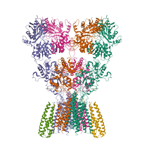 RCSB PDB - 8SSA: Structure of AMPA receptor GluA2 complex with ...