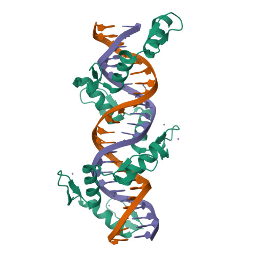 RCSB PDB - 8SSS: ZnFs 1-7 of CCCTC-binding factor (CTCF) Complexed with ...