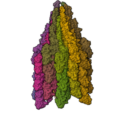 RCSB PDB - 8SUG: Cryo-EM structure of the wild type P. aeruginosa flagellar filament