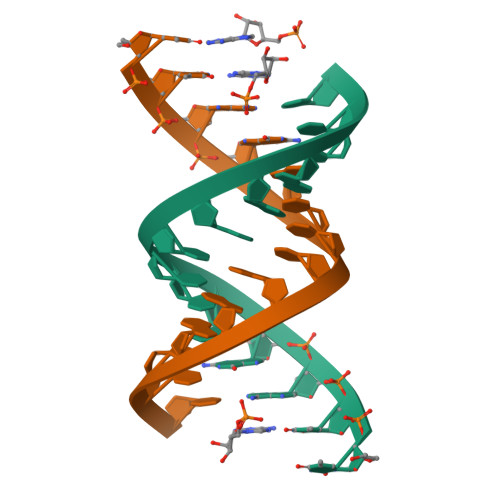 RCSB PDB - 8SXL: RNA UU template binding to AMP monomer