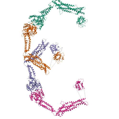 RCSB PDB - 8SZ8: Cryo-EM of the GDP-bound human dynamin polymer ...