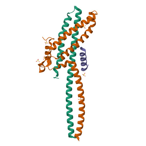 RCSB PDB - 8T0P: Structure of Cse4 bound to Ame1 and Okp1