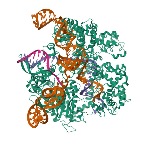 RCSB PDB - 8T6X: SpRY-Cas9:gRNA complex targeting TAC PAM DNA with 18 ...