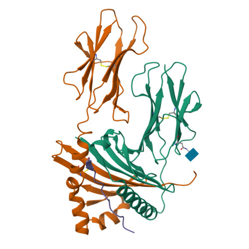 RCSB PDB - 8TBP: HLA-DRB1*15:01 in complex with smith antigen