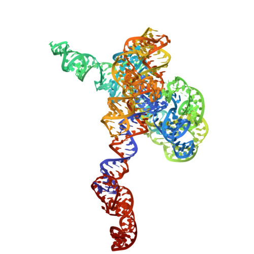 RCSB PDB - 8TJQ: Tetrahymena Ribozyme scaffolded Zika Virus xrRNA