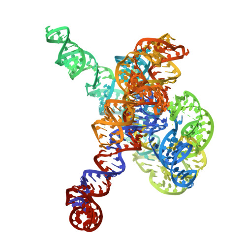 RCSB PDB - 8TJU: Tetrahymena Ribozyme scaffolded TABV xrRNA