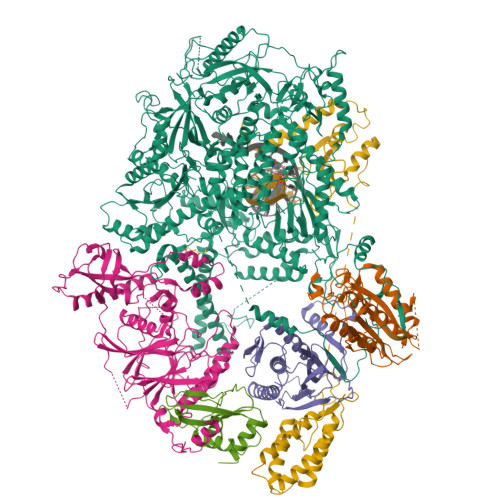 RCSB PDB - 8TLQ: Cryo-EM structure of the Rev1-Polzeta-DNA-dCTP complex