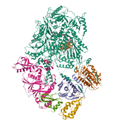 RCSB PDB - 8TLT: Cryo-EM structure of Rev1(deltaN)-Polzeta-DNA-dCTP complex