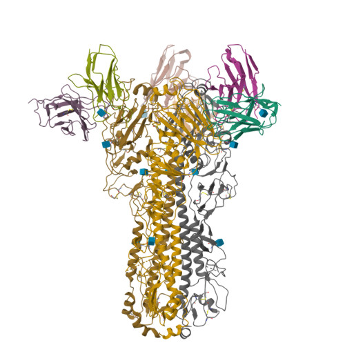 RCSB PDB - 8TOA: CryoEM structure of H7 hemagglutinin from A/Shanghai2 ...