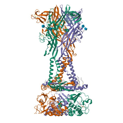 RCSB PDB - 8TR7: Cryo-EM structure of the rat P2X7 receptor in complex ...