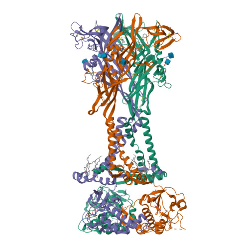 RCSB PDB - 8TRB: Cryo-EM structure of the rat P2X7 receptor in complex ...